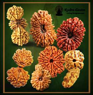 Elaeocarpus Ganitrus Tree: Medicinal Uses, Benefits, & Types - Rudra Centre
